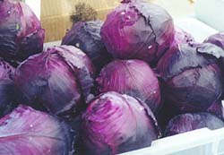 Cabbage and Kohlrabi